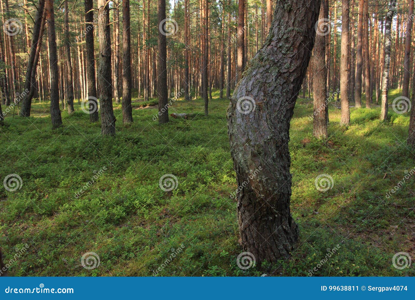 The curve of a tree trunk stock image. Image of needles - 99638811