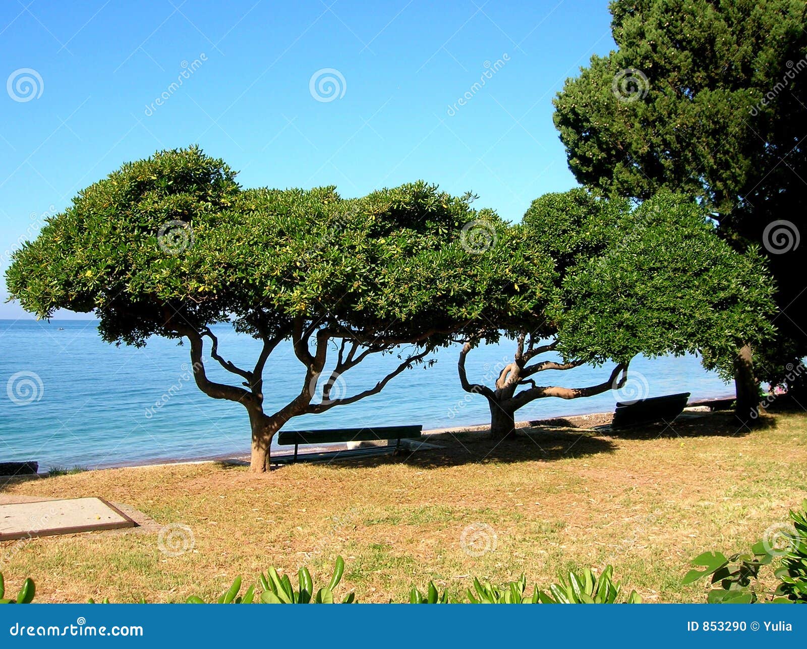Curve trees stock photo. Image of blue, montenegro, seaside - 853290
