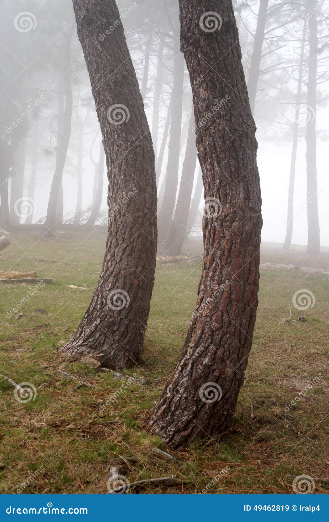 Curve trees stock image. Image of rural, background, trees - 49462819