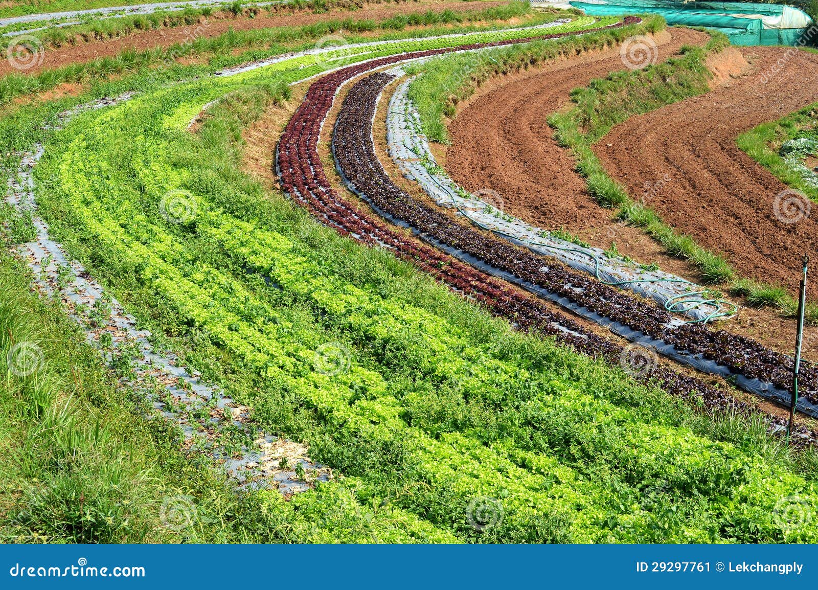 Curve vegetable fields stock image. Image of harvest - 29297761