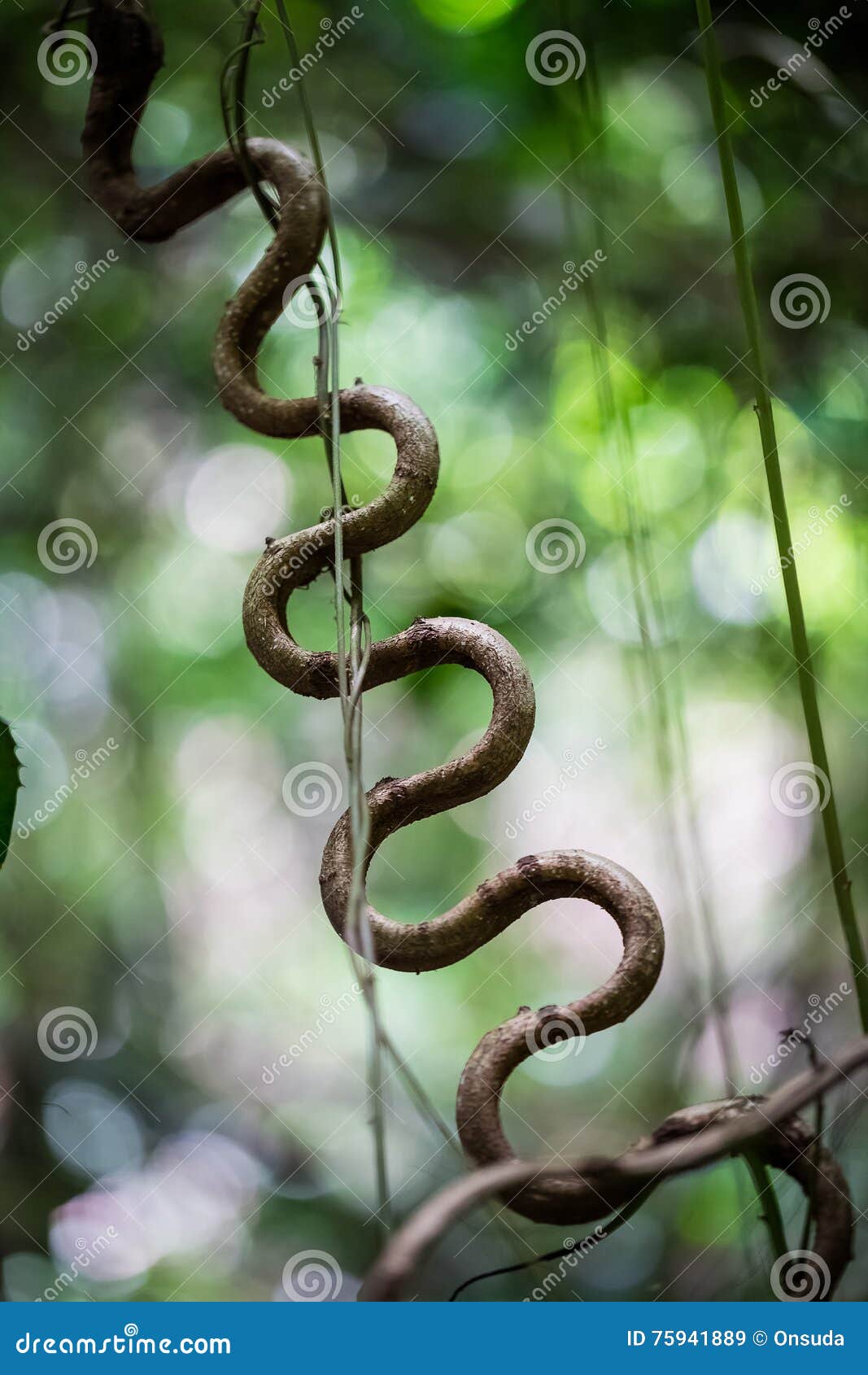 Curve vine in forest stock image. Image of climber, wild - 75941889