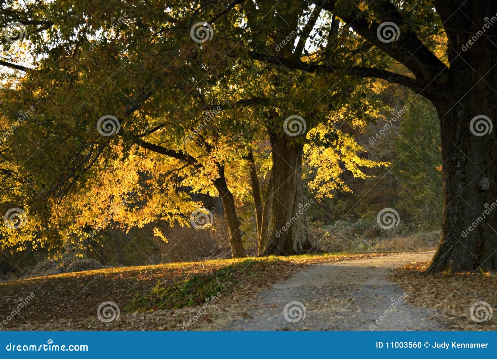 Curved Autumn Road with Large Trees Stock Photo - Image of peaceful ...