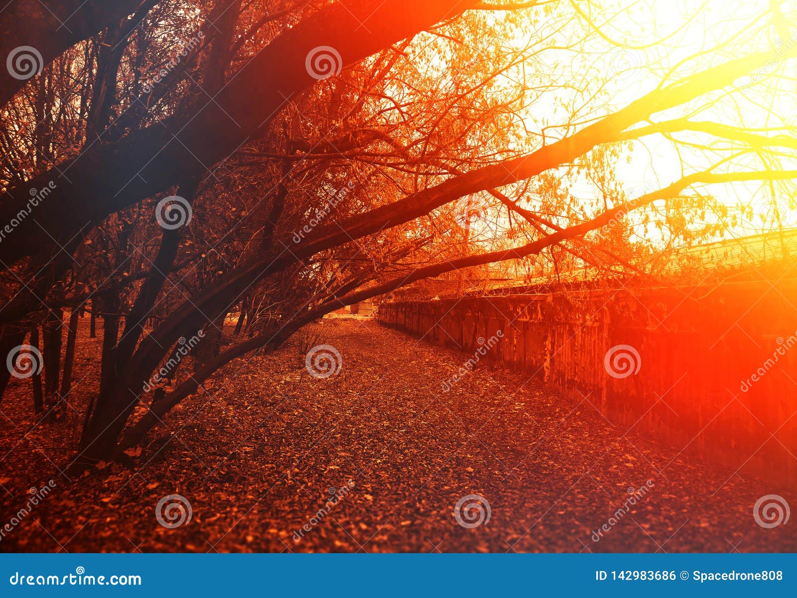 Curved Autumn Road With Large Trees Royalty-Free Stock Image ...