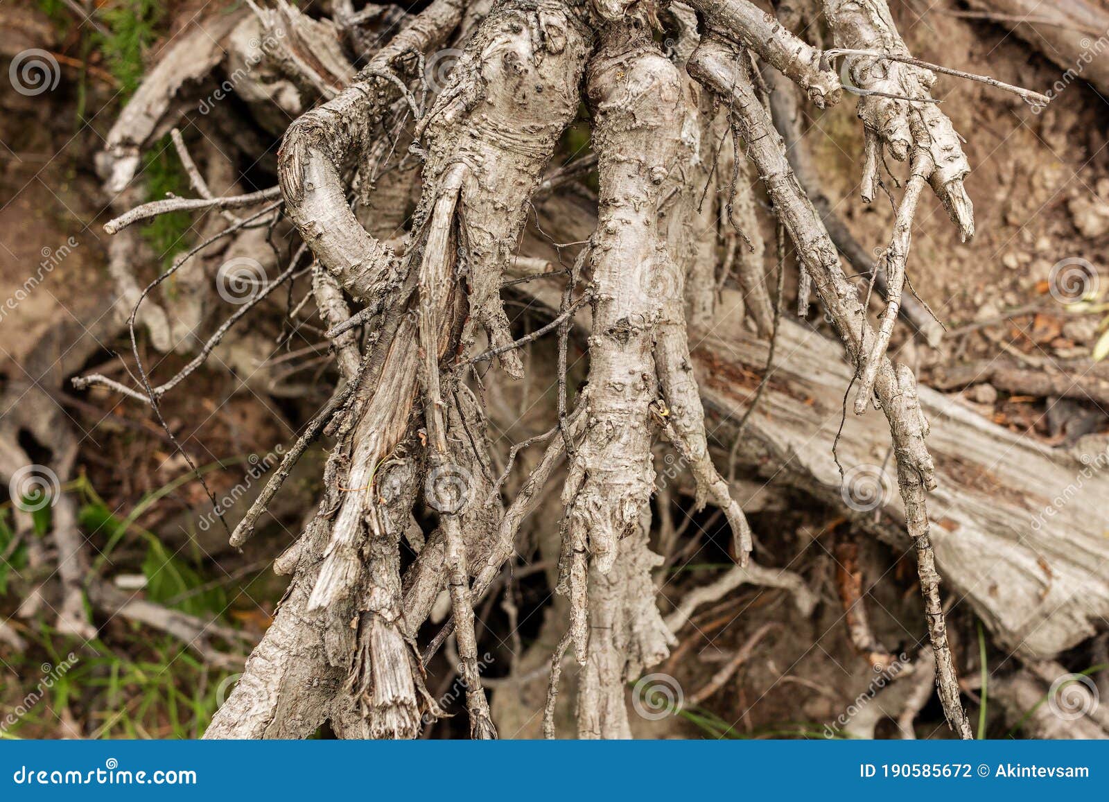 Roots of Fallen Tree in the Forest Stock Photo - Image of fallen ...