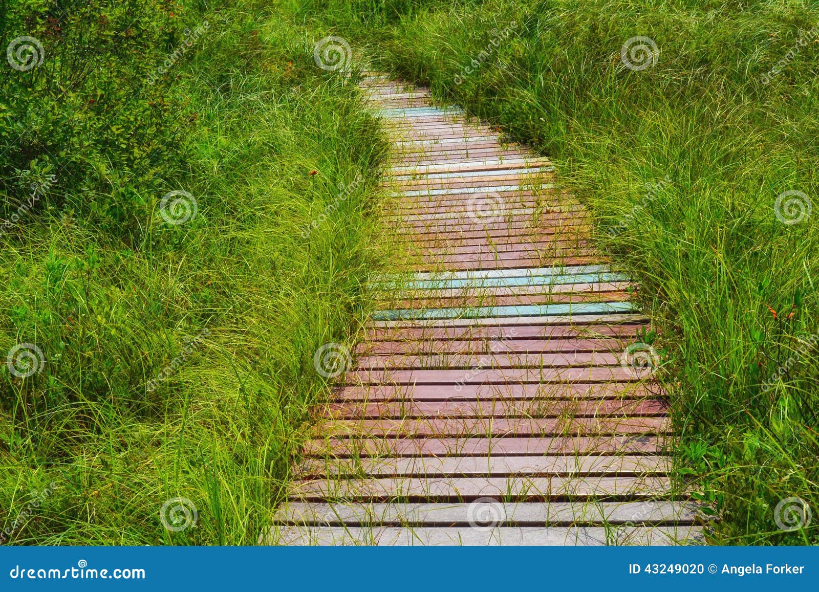 A Curved Boardwalk in a Bog Stock Photo - Image of england, calm: 43249020