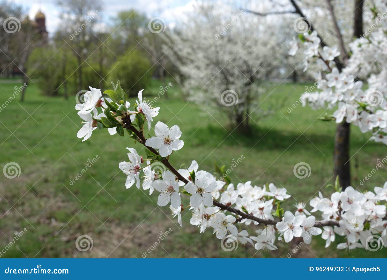 Curved Branch of Flowering Plum in the Park Stock Photo - Image of ...