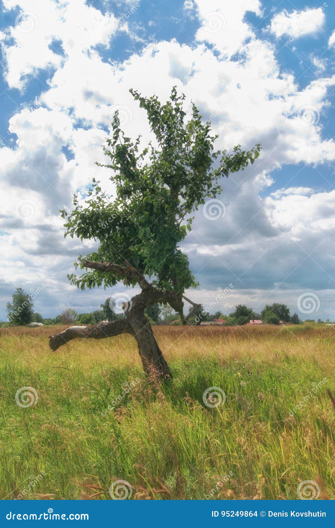 Curved Branched Tree Looking Like a Running Man Stock Photo - Image of ...