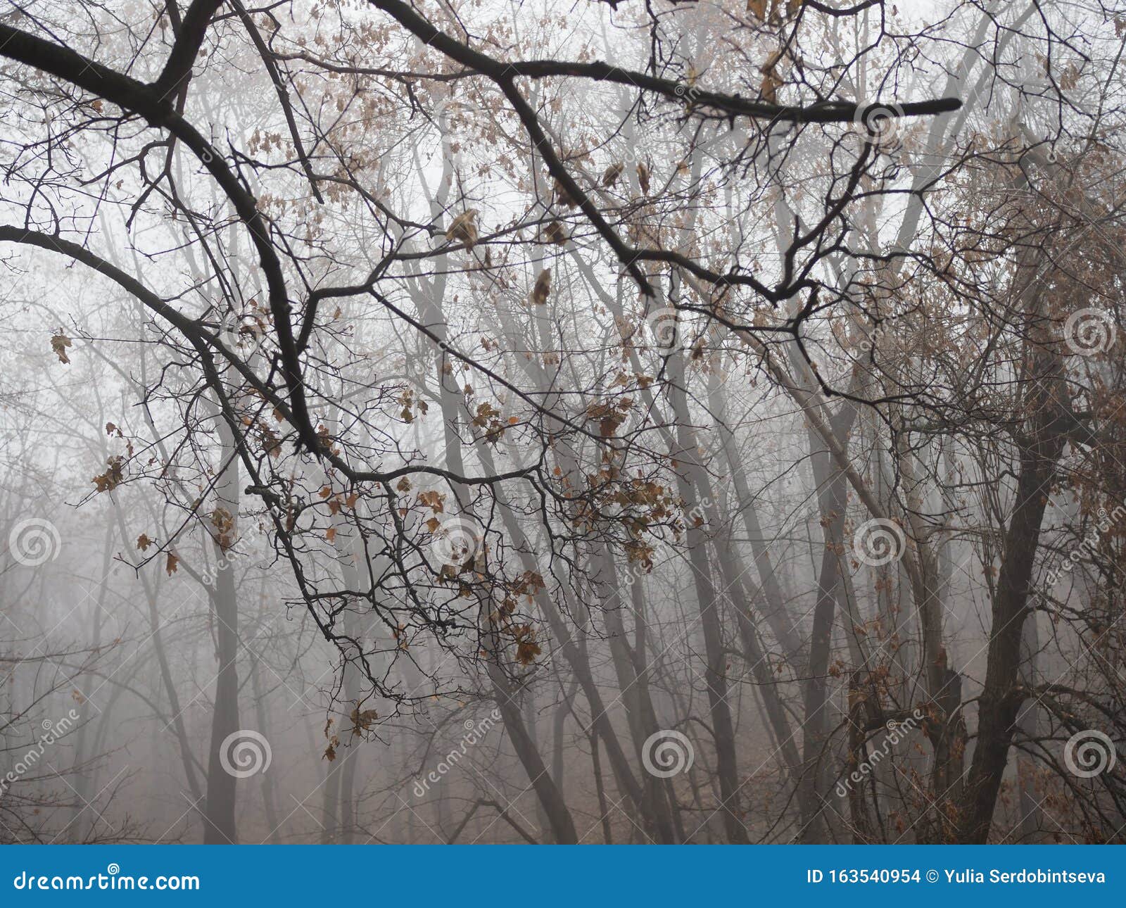 Curved Branches of Trees in a Misty Autumn Forest Stock Photo - Image ...