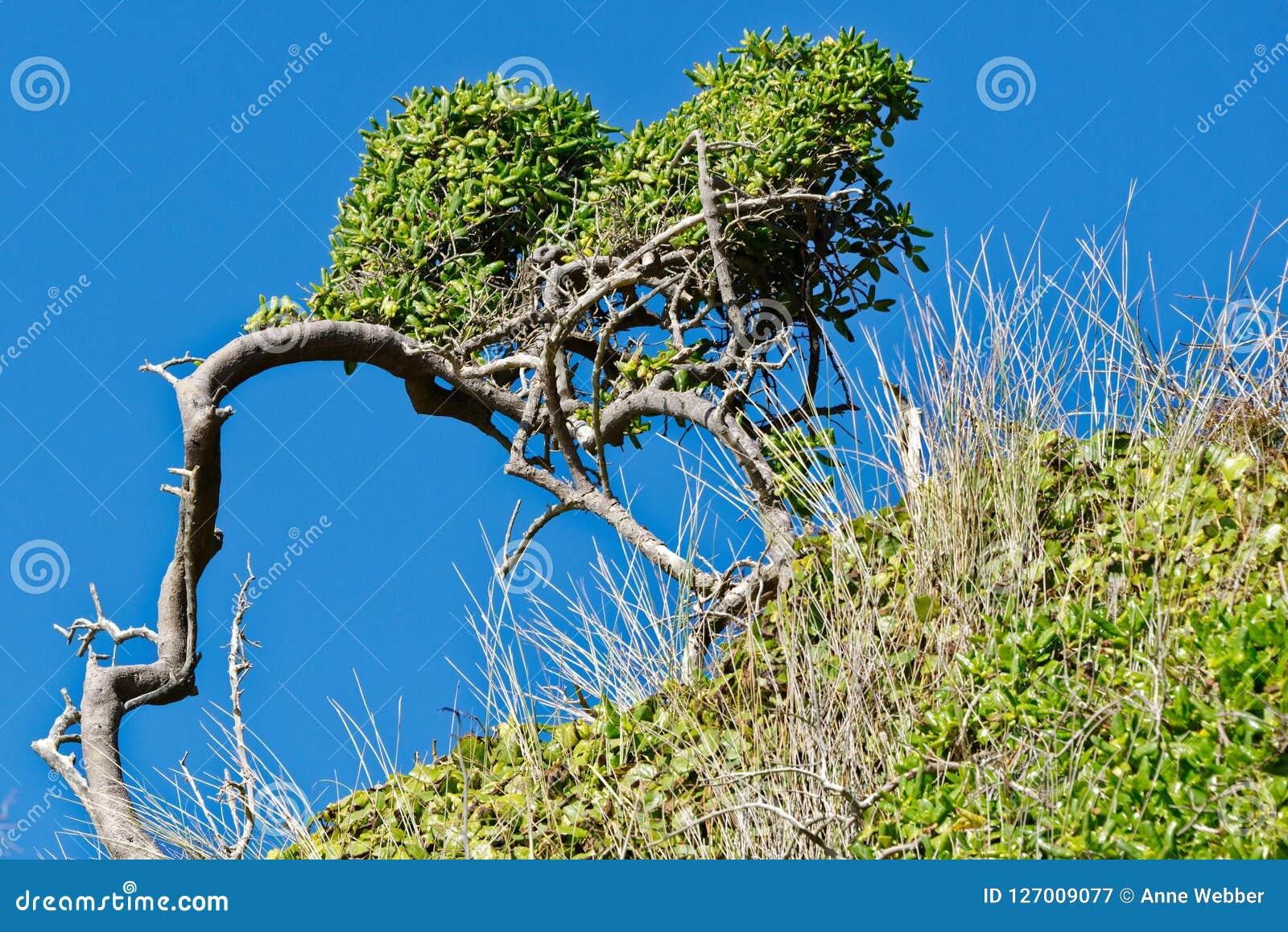 Curved Bush Shaped by the Wind and Elements Stock Image - Image of bent ...
