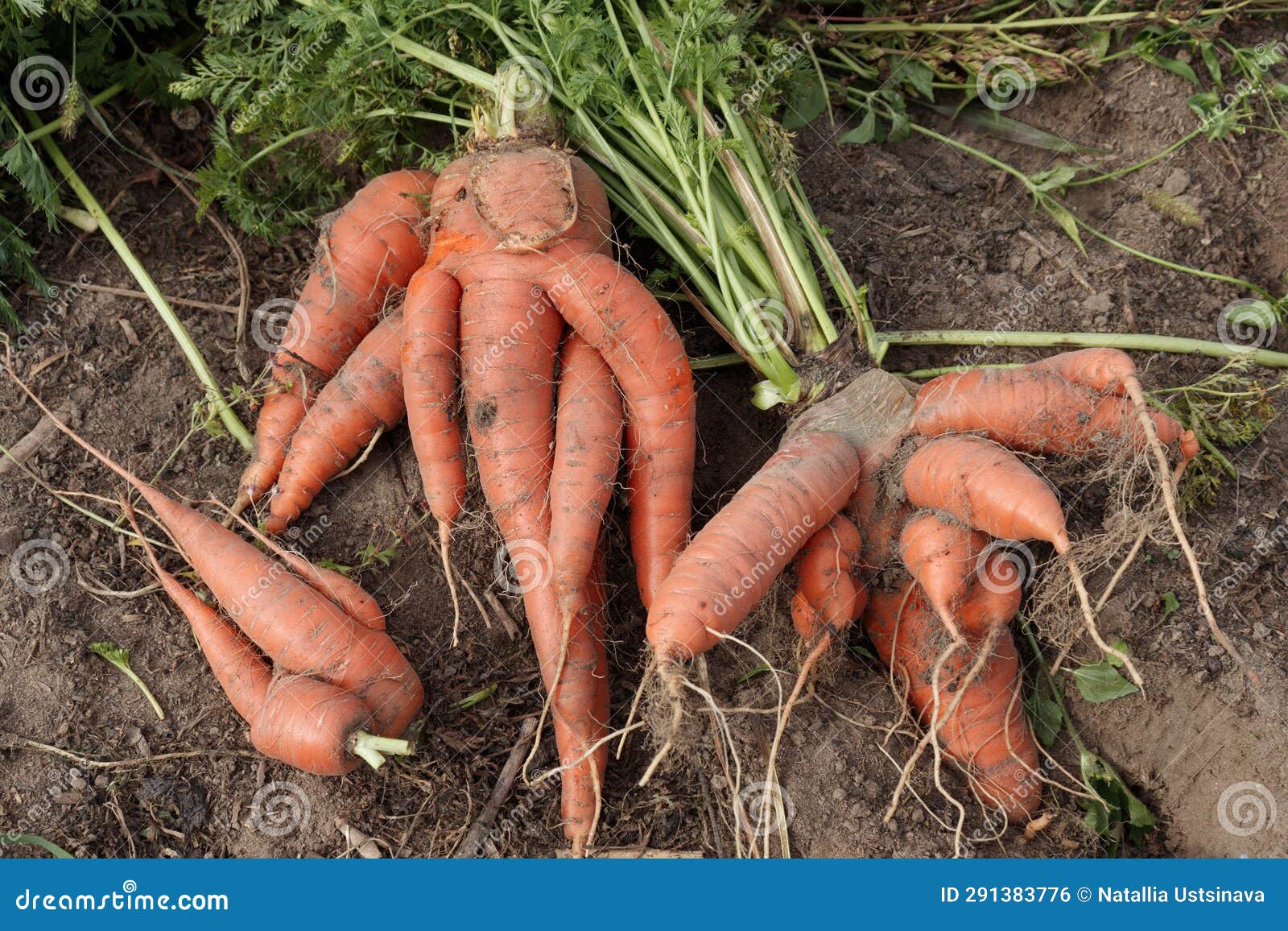 Curved Curved Carrots on the Background of the Ground. Crooked Roots in ...