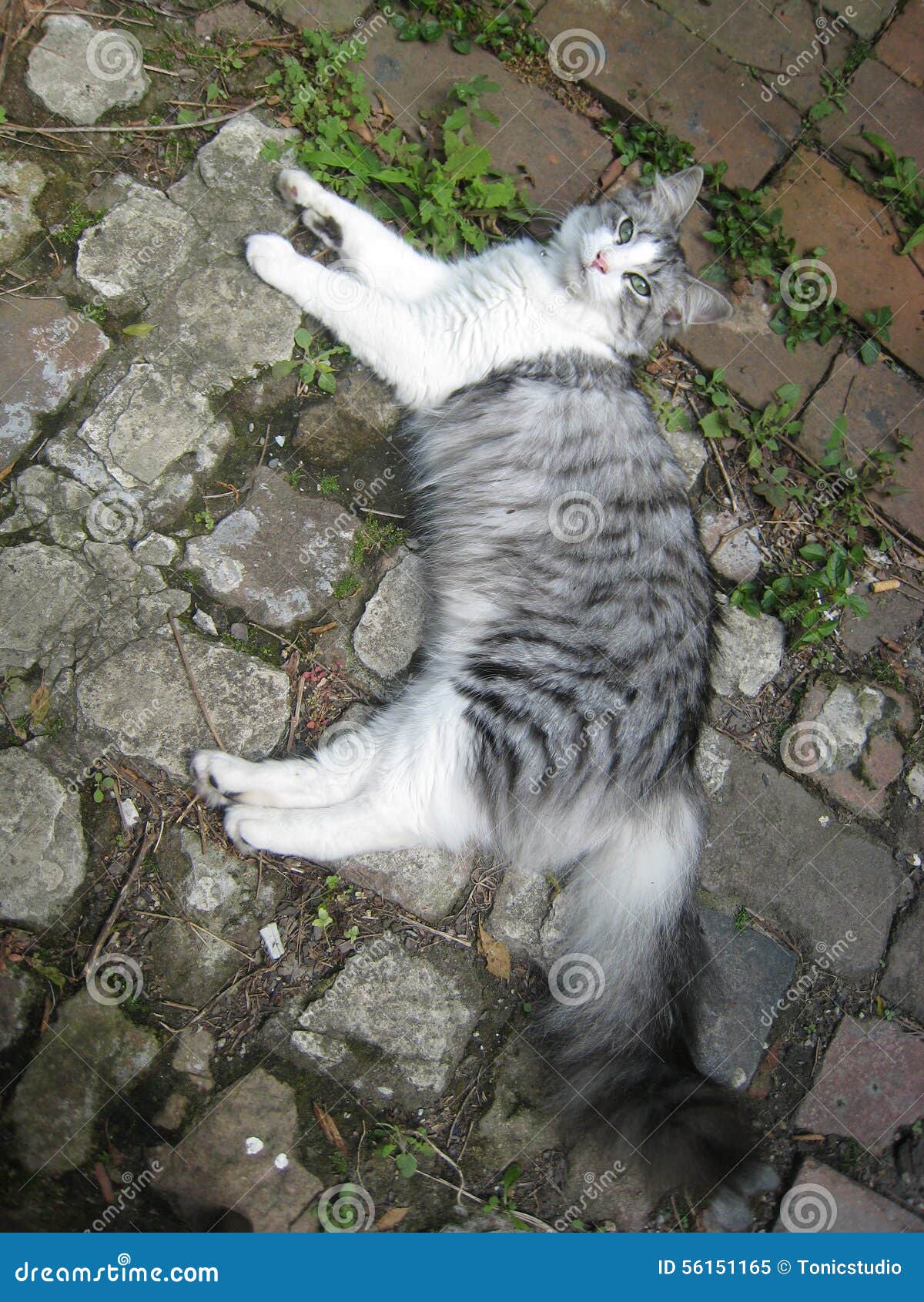 299 Curved Cat Photos - Free & Royalty-Free Stock Photos from Dreamstime