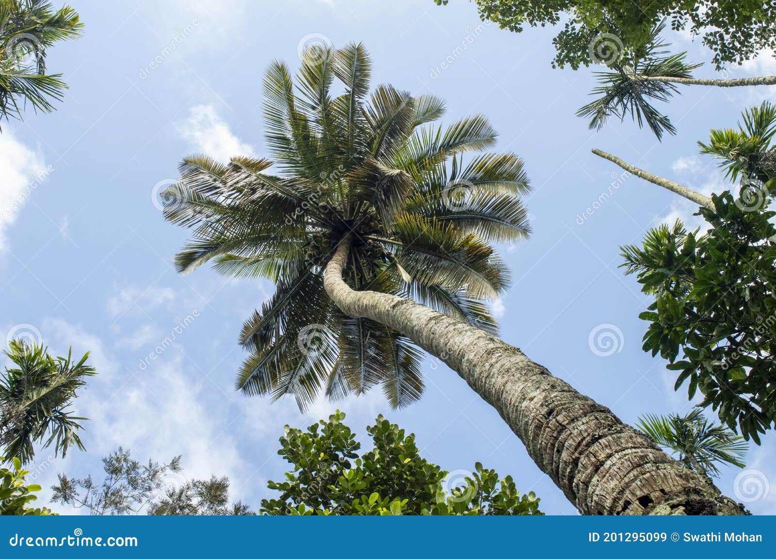 Curved Coconut Tree Agains the Blue Sky Stock Image - Image of beauty ...
