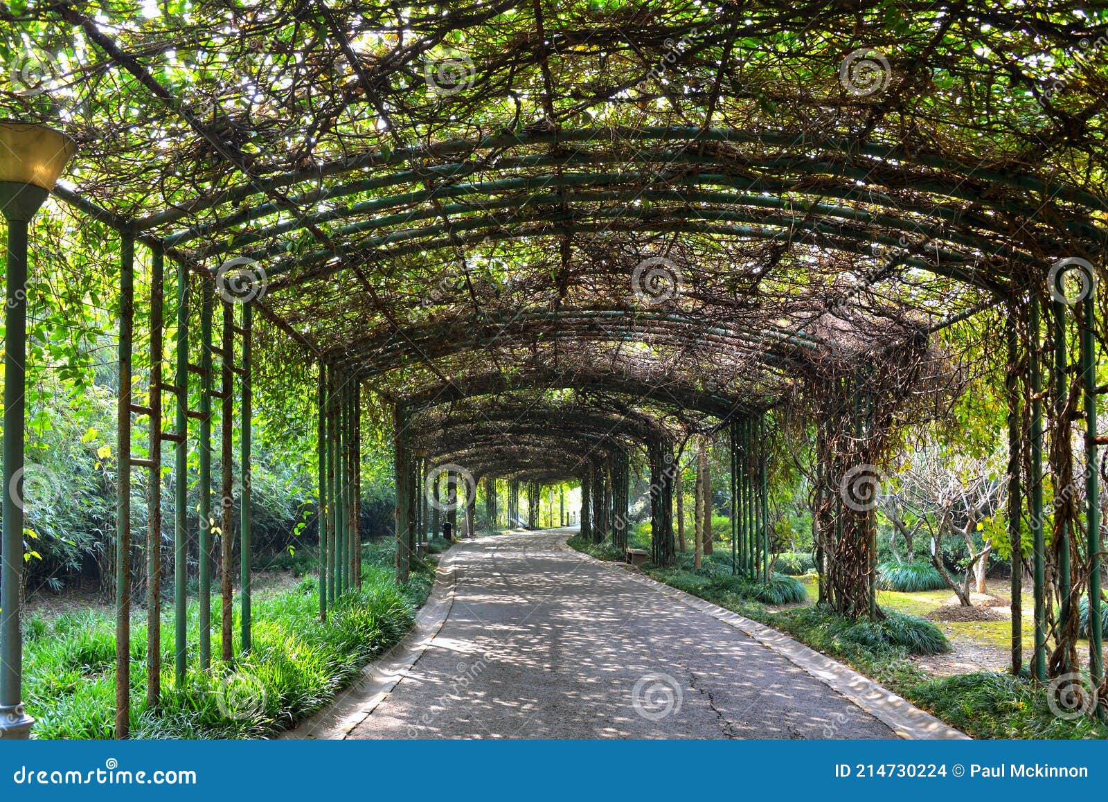 Curved covered pathway stock photo. Image of lush, green - 214730224