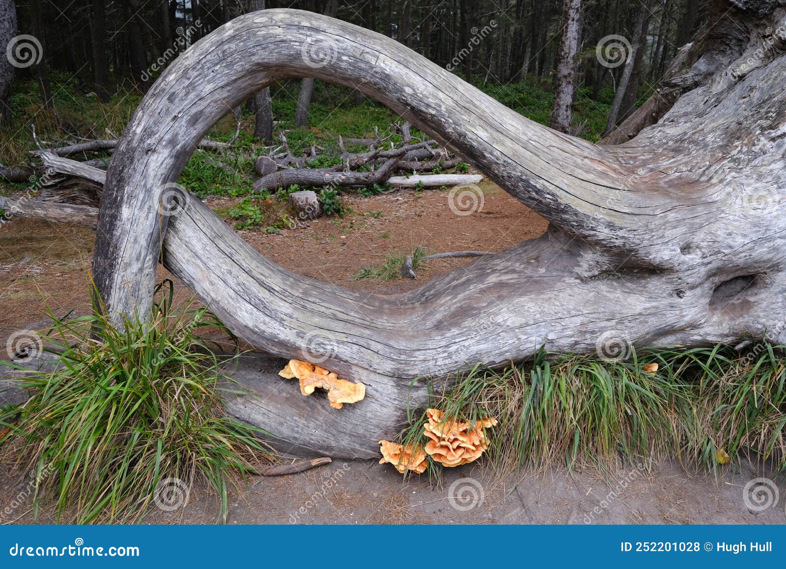 Curved Dead Branches and Orange Fungi Stock Photo - Image of park ...