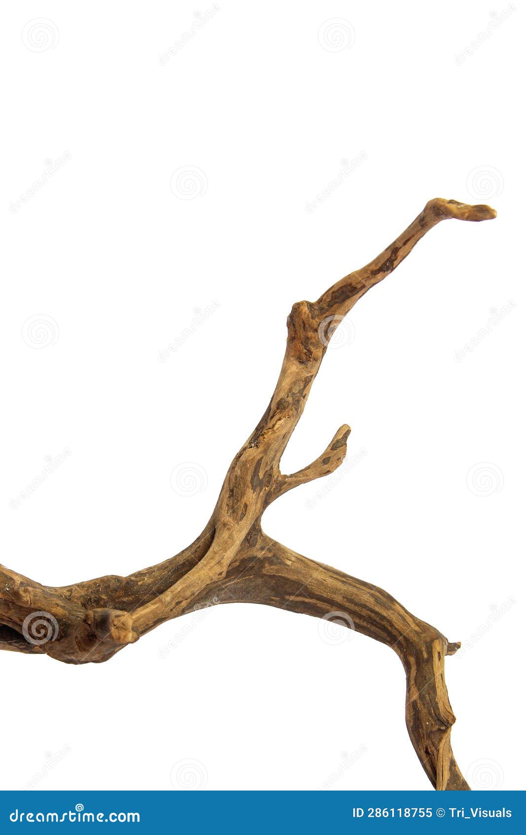 Curved Driftwood Branch Isolated on White Background with Clipping Path ...