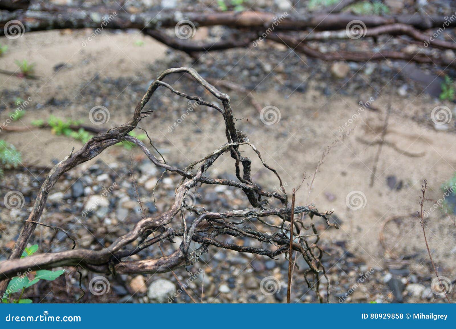 Curved and Dry Roots of Tree. Stock Photo - Image of bank, outdoor ...