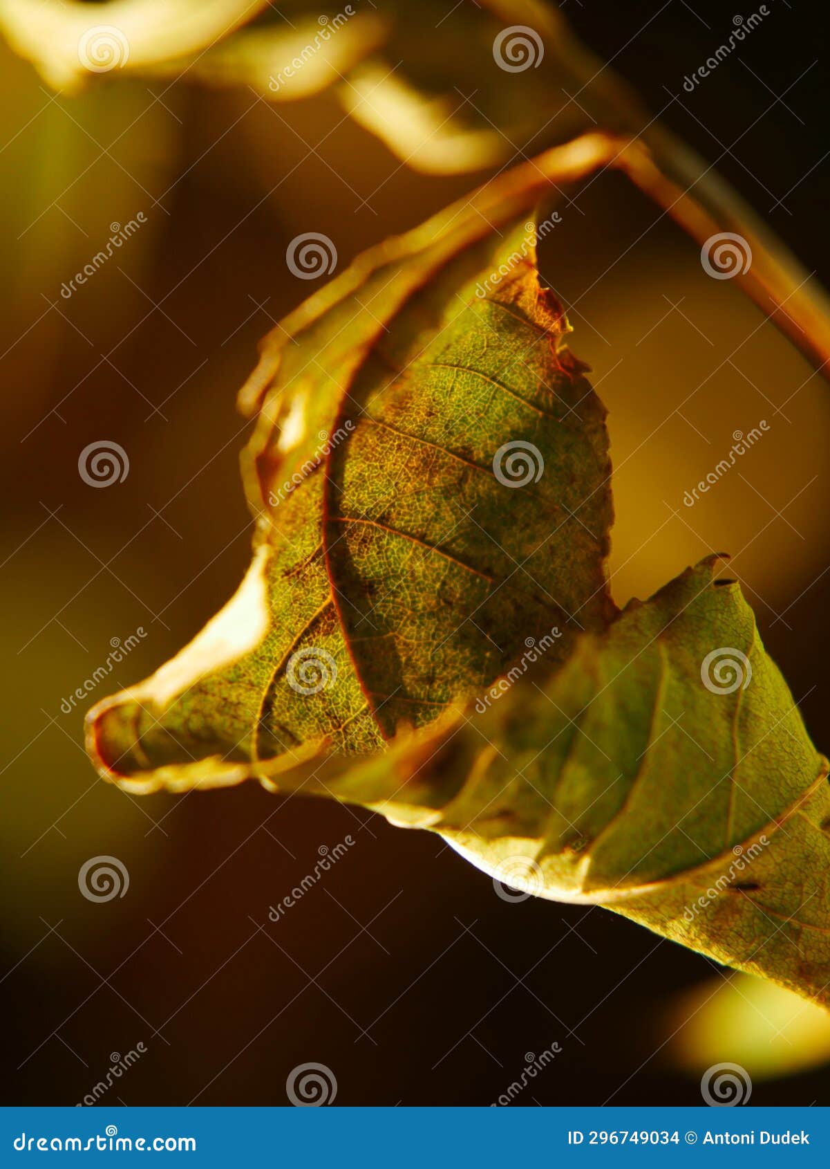 A Curved Fall Leaf in Close-up Stock Photo - Image of blurred, leaf ...