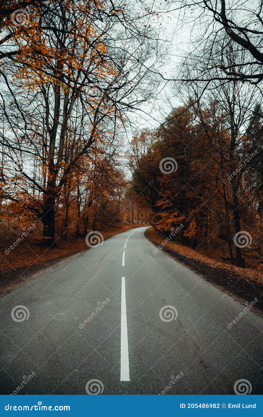 Curved fall road stock photo. Image of tree, sunlight - 205486982