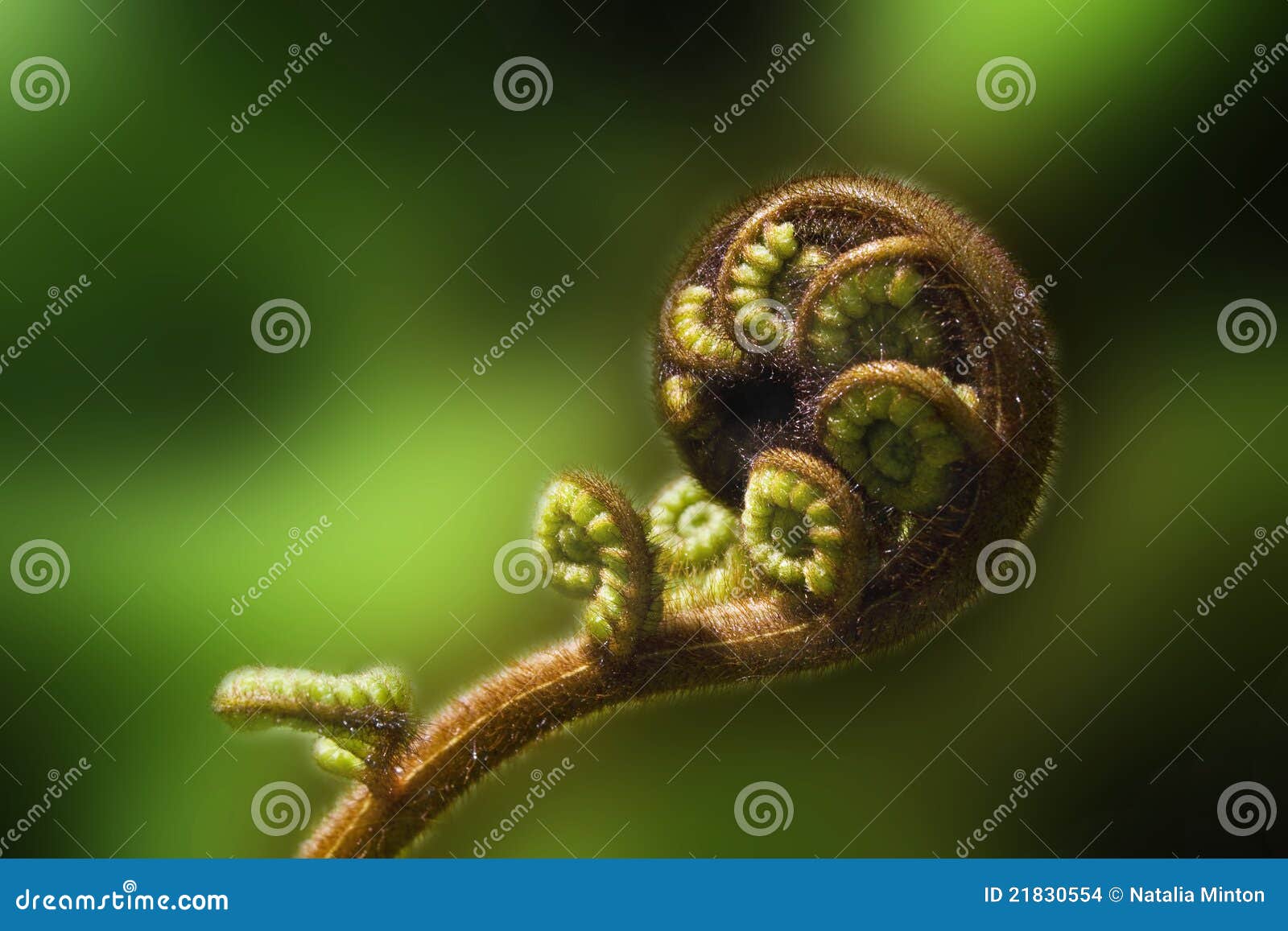 Curved fern frond stock photo. Image of tree, flora, zealand - 21830554