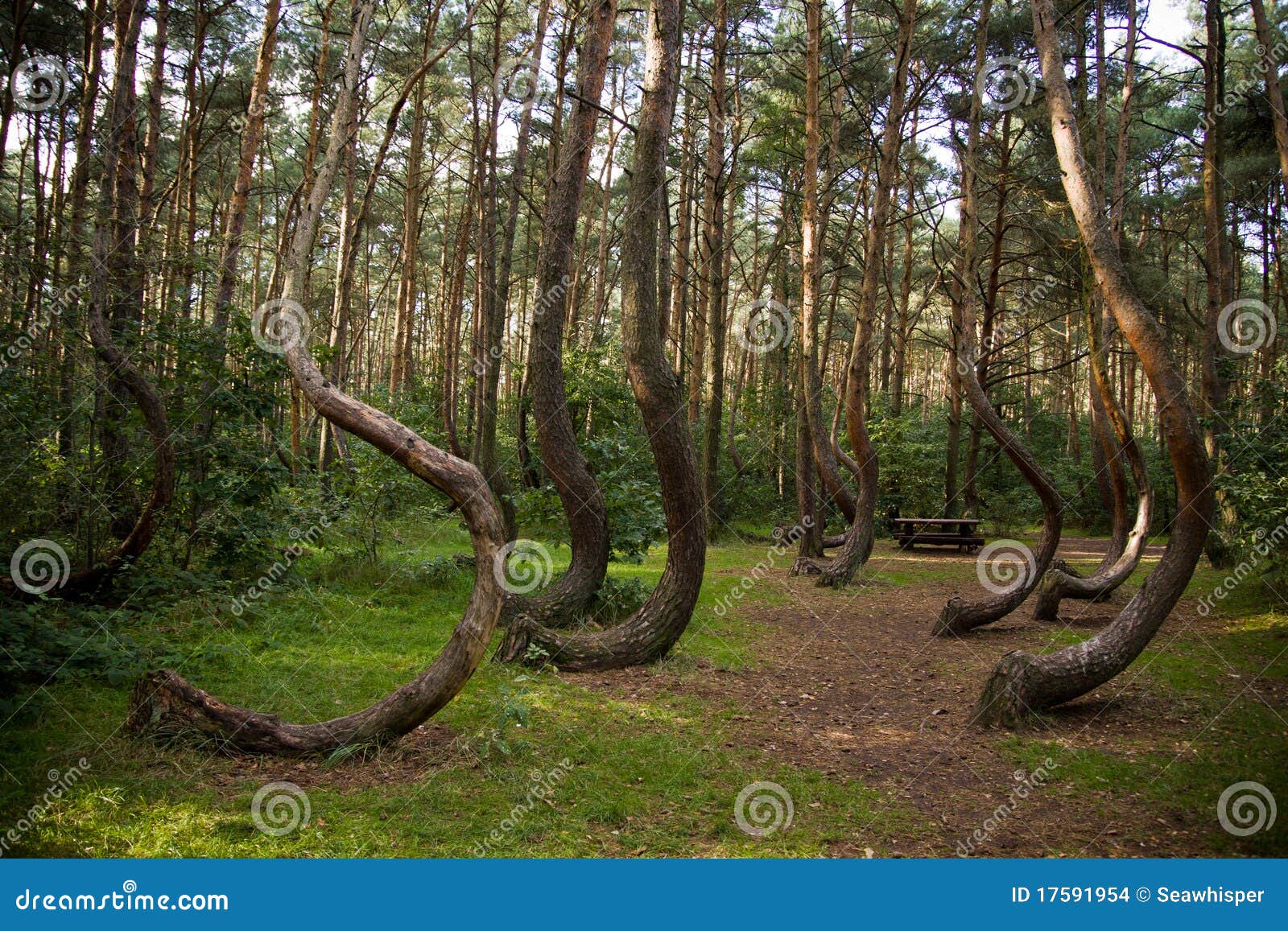 Curved forest stock photo. Image of crooked, beautiful - 17591954