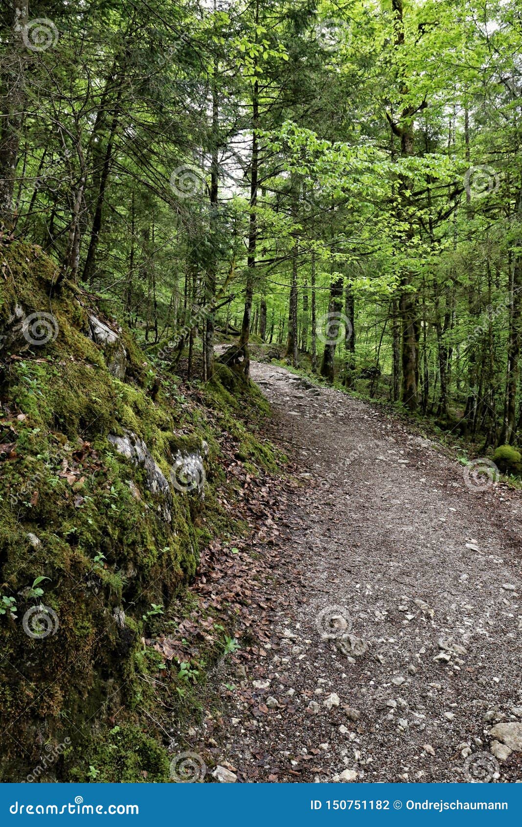 Curved Forest Gravel Road in Forest Stock Photo - Image of steep ...