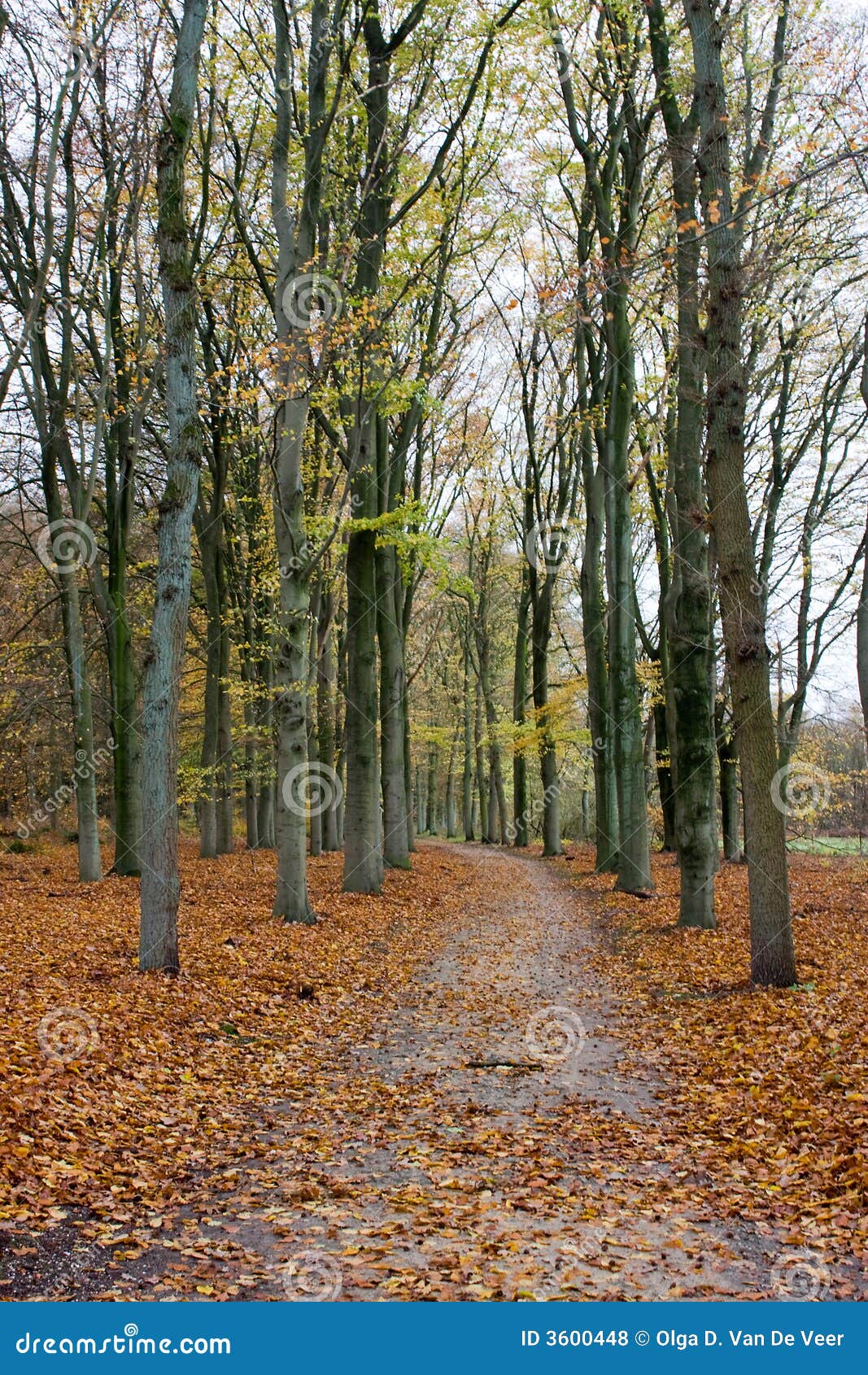 Curved forest lane in fall stock photo. Image of forest - 3600448
