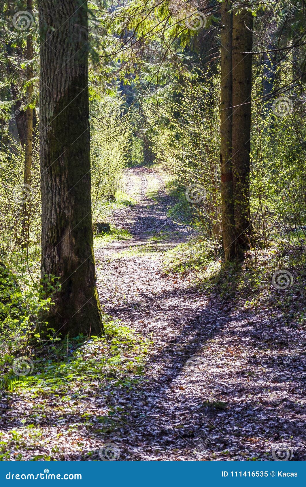 Curved forest pathway stock image. Image of park, lifestyle - 111416535