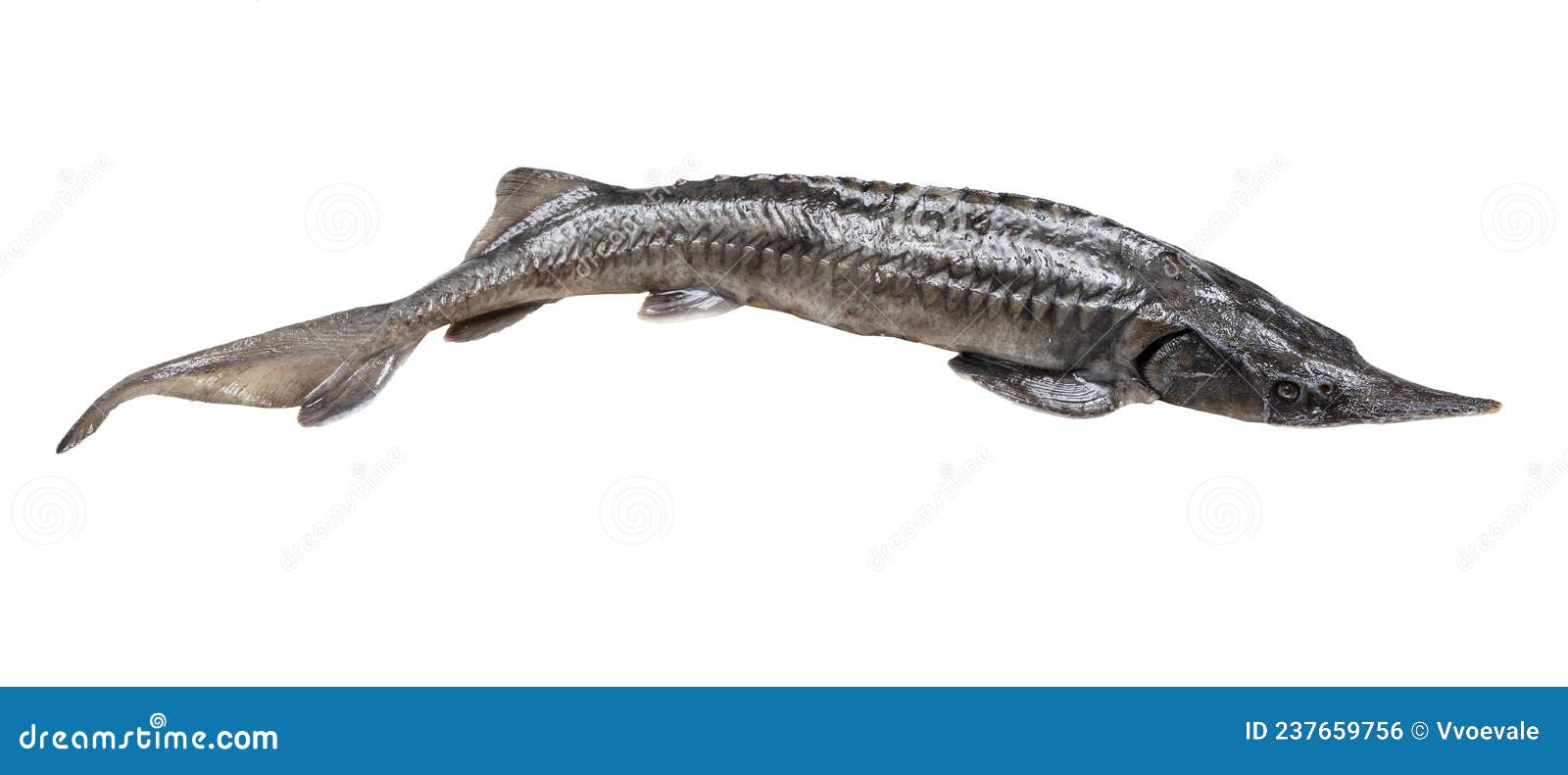 Curved Fresh Sturgeon Fish Isolated on White Stock Photo - Image of ...