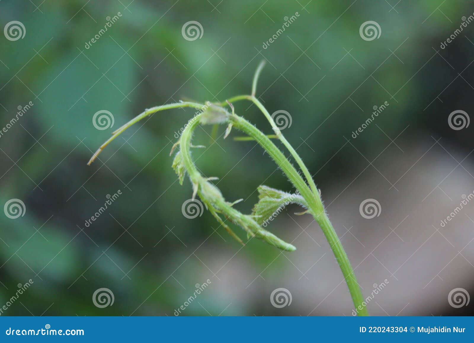 Curved green creeper stock photo. Image of curved, herb - 220243304