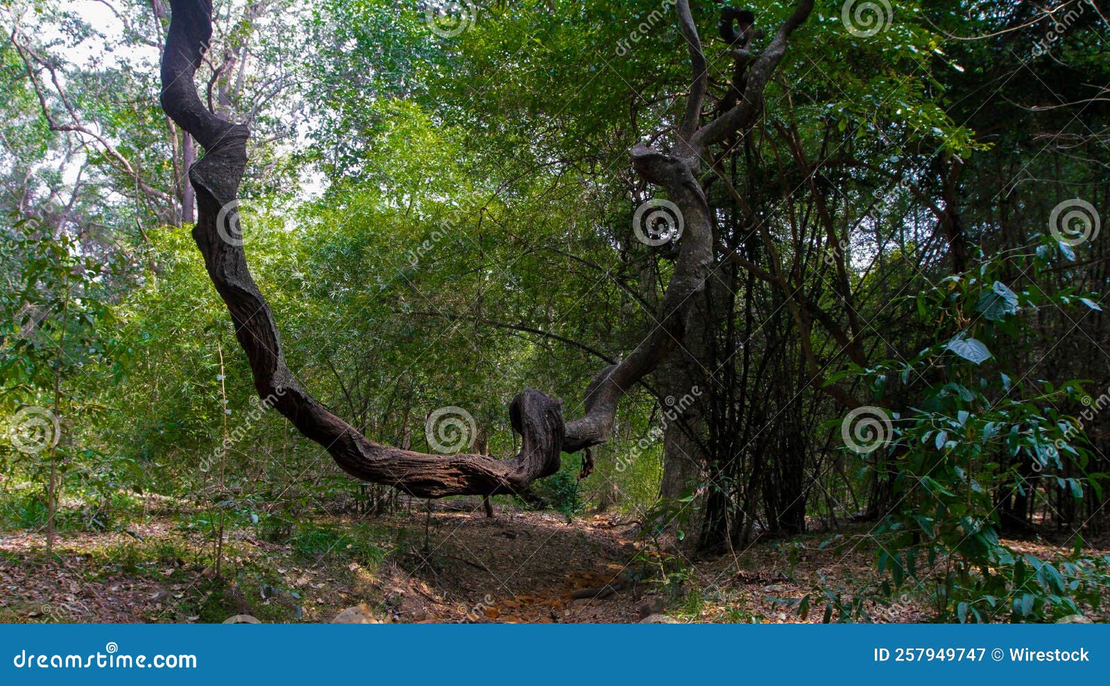 Curved Hanging Tree Branch in a Forest Stock Image - Image of curved ...