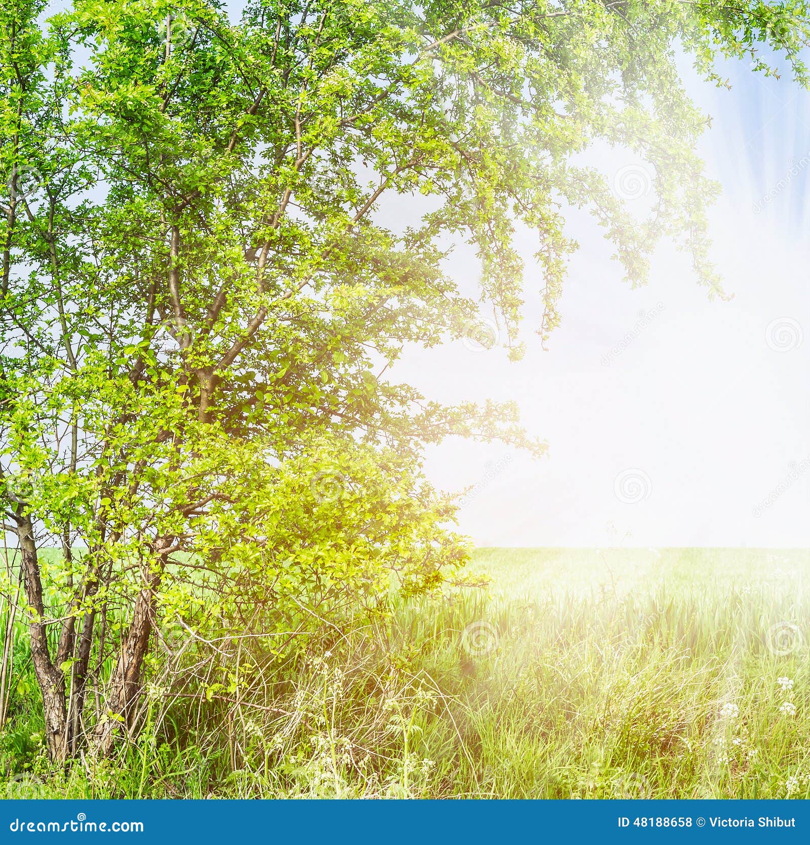 Curved Hawthorn Tree Branches in Summer Sunlight Stock Photo - Image of ...