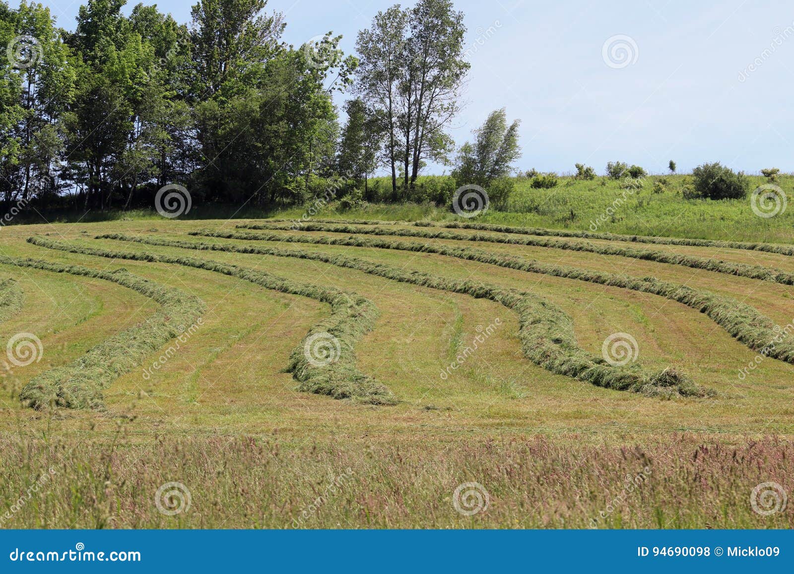 Curved hay rows stock photo. Image of curved, green, side - 94690098