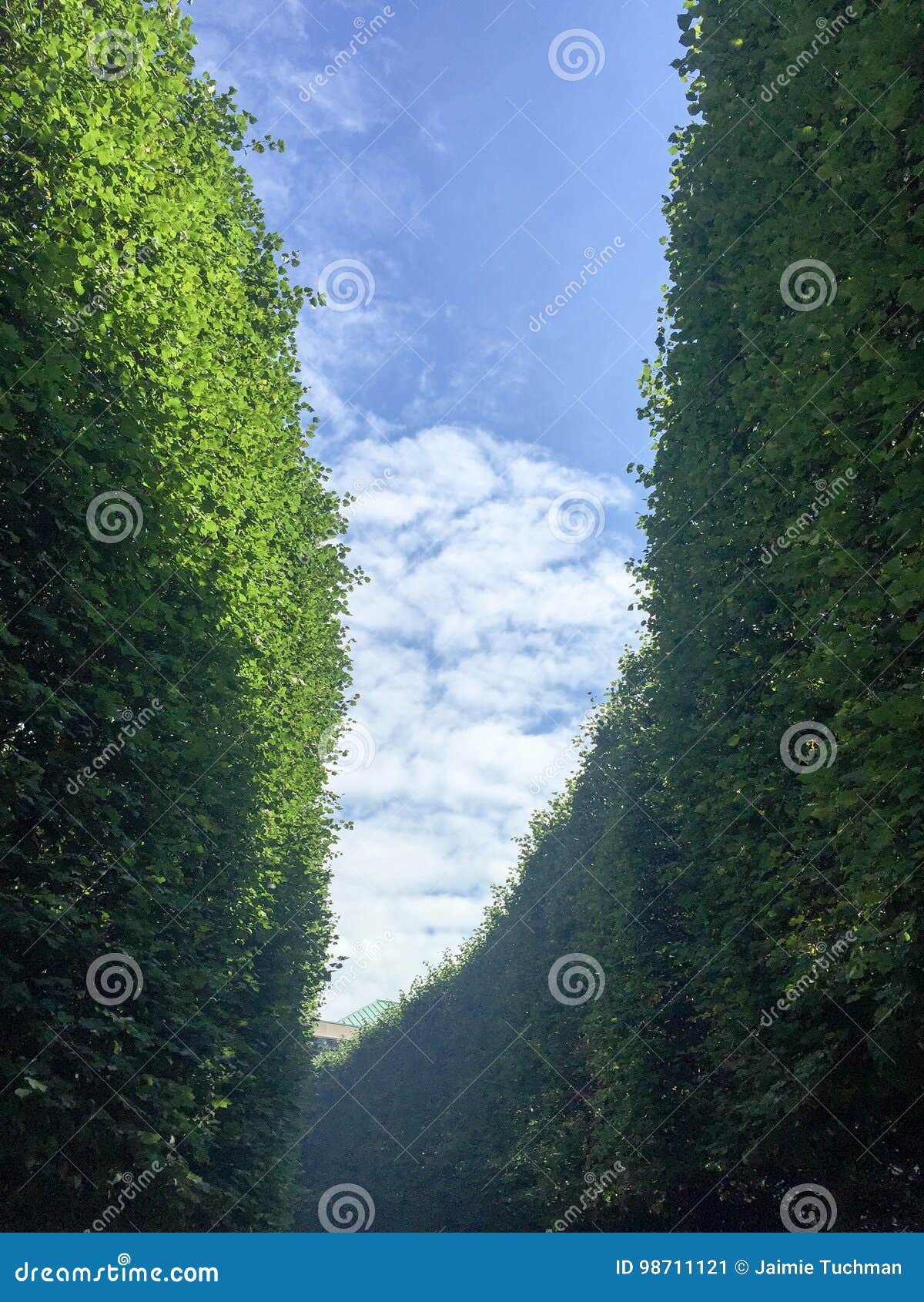 Curved Hedges in Fancy Garden Stock Image - Image of park, lane: 98711121