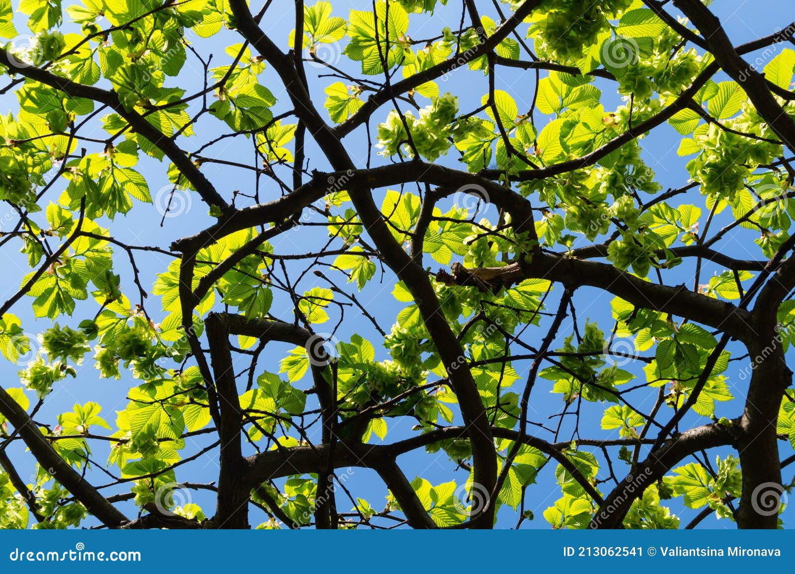 Curved Intertwined Tree Branches in Spring Stock Image - Image of ...