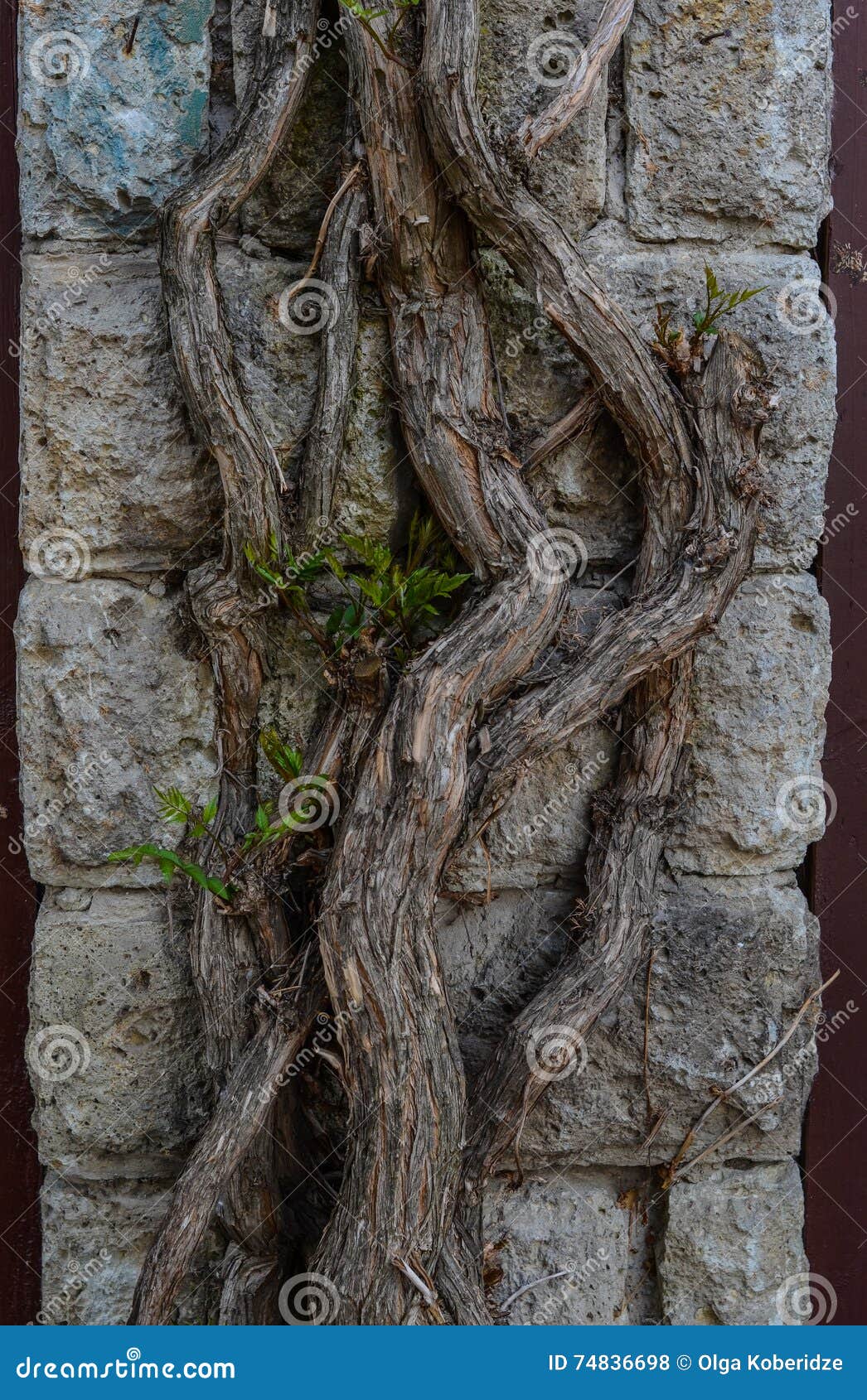 Curved Ivy Root on the Wall Stock Photo - Image of covering, plants ...