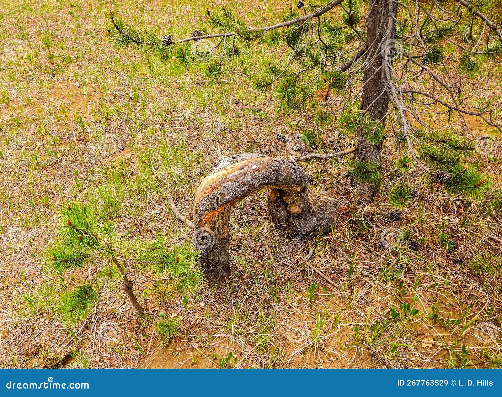 Curvy Jack stock image. Image of nature, woods, scene - 267763529