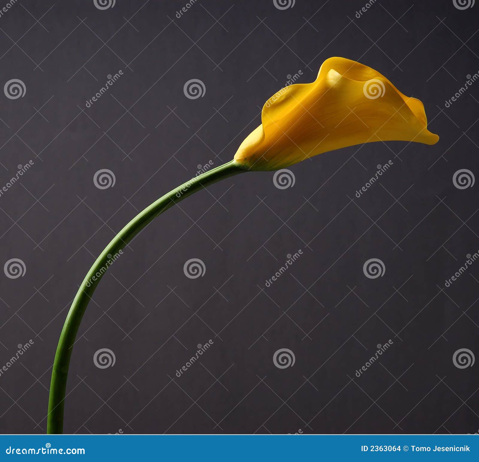 Curved kala flower stock photo. Image of yellow, beauty - 2363064