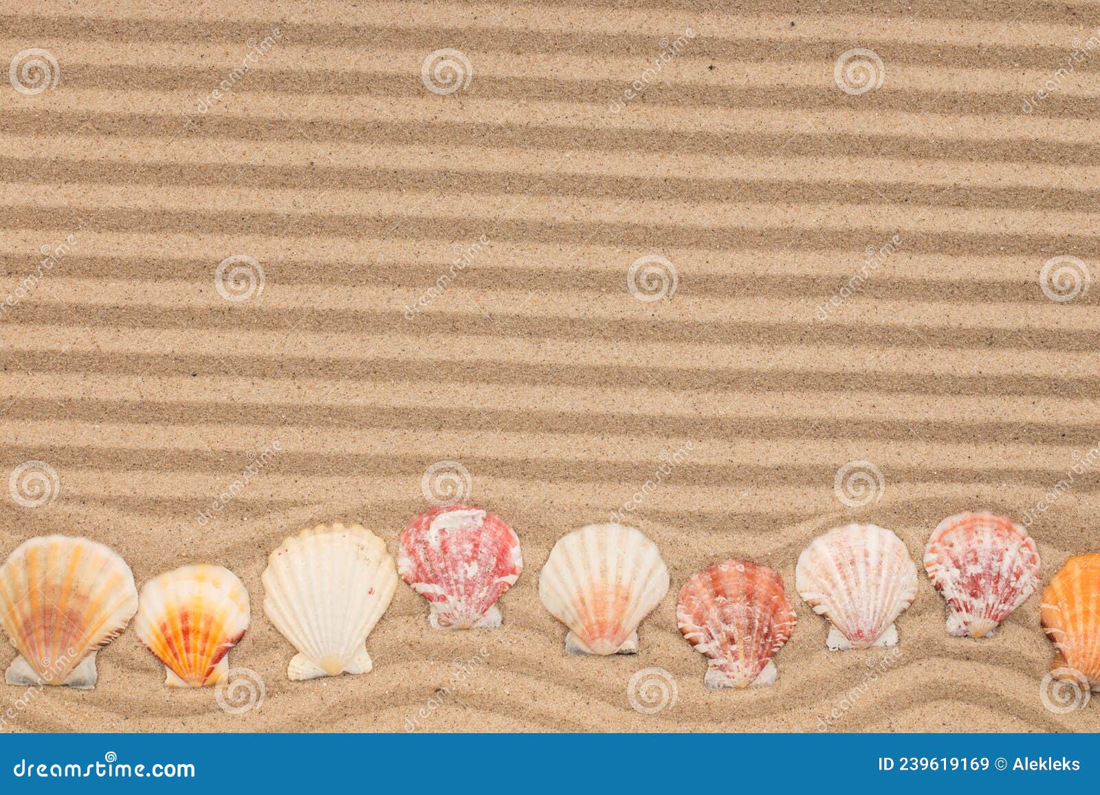 Curved Line of Seashells Lying on Lines of Sand. with Space for Design ...
