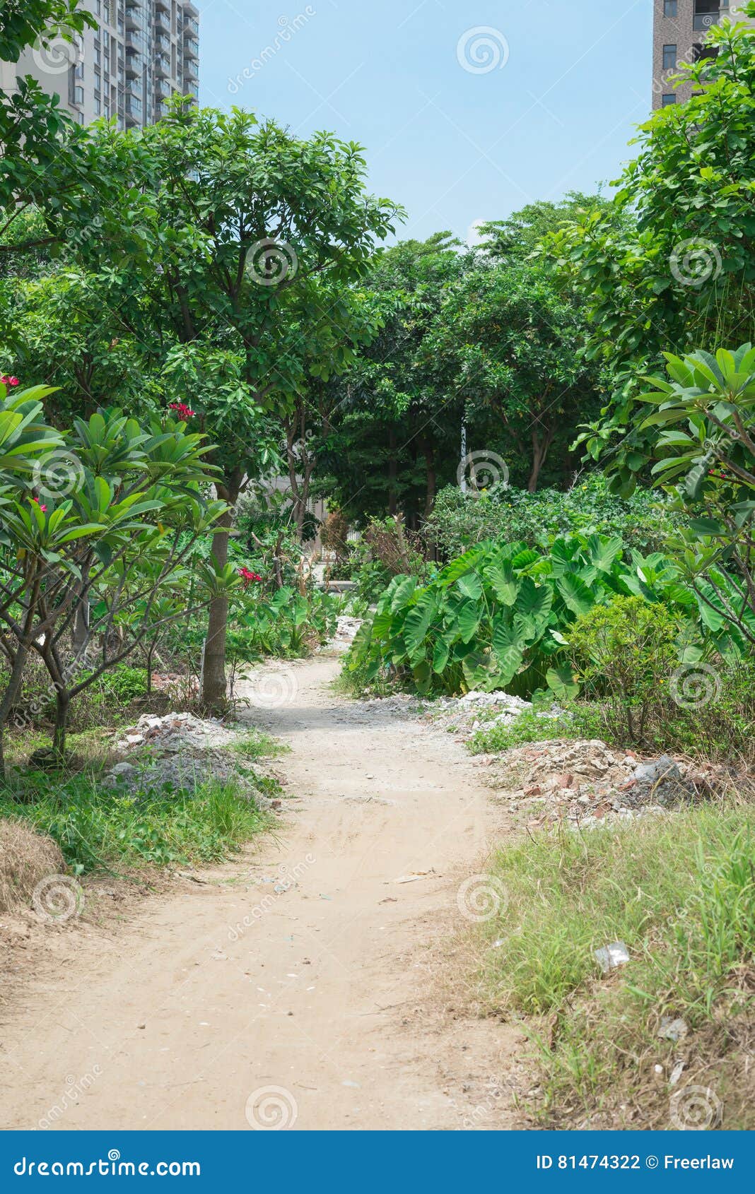 Curved muddy pathway stock photo. Image of tree, footpath - 81474322