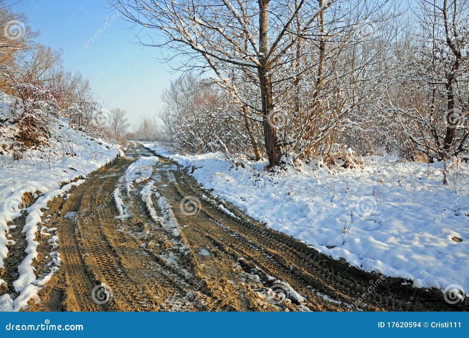 Curved Muddy Road through Forest Stock Photo - Image of curve, forest ...