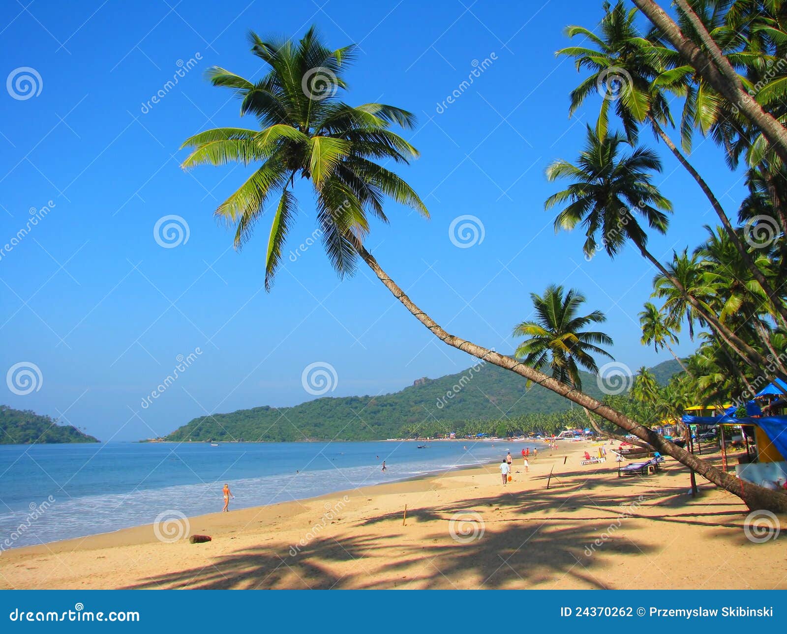 Curved Palm on Palolem Beach, Goa, India Stock Photo - Image of ...