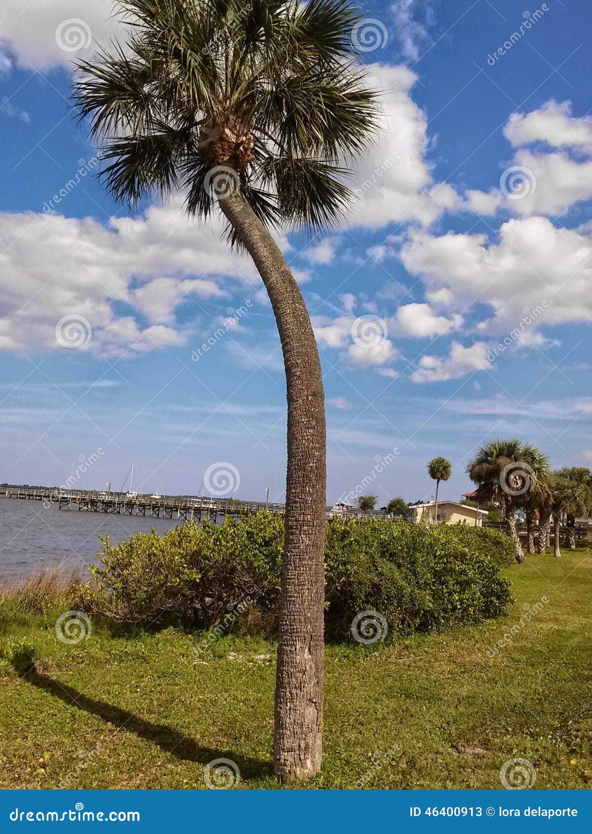 A curved palm tree stock image. Image of palm, greenery - 46400913