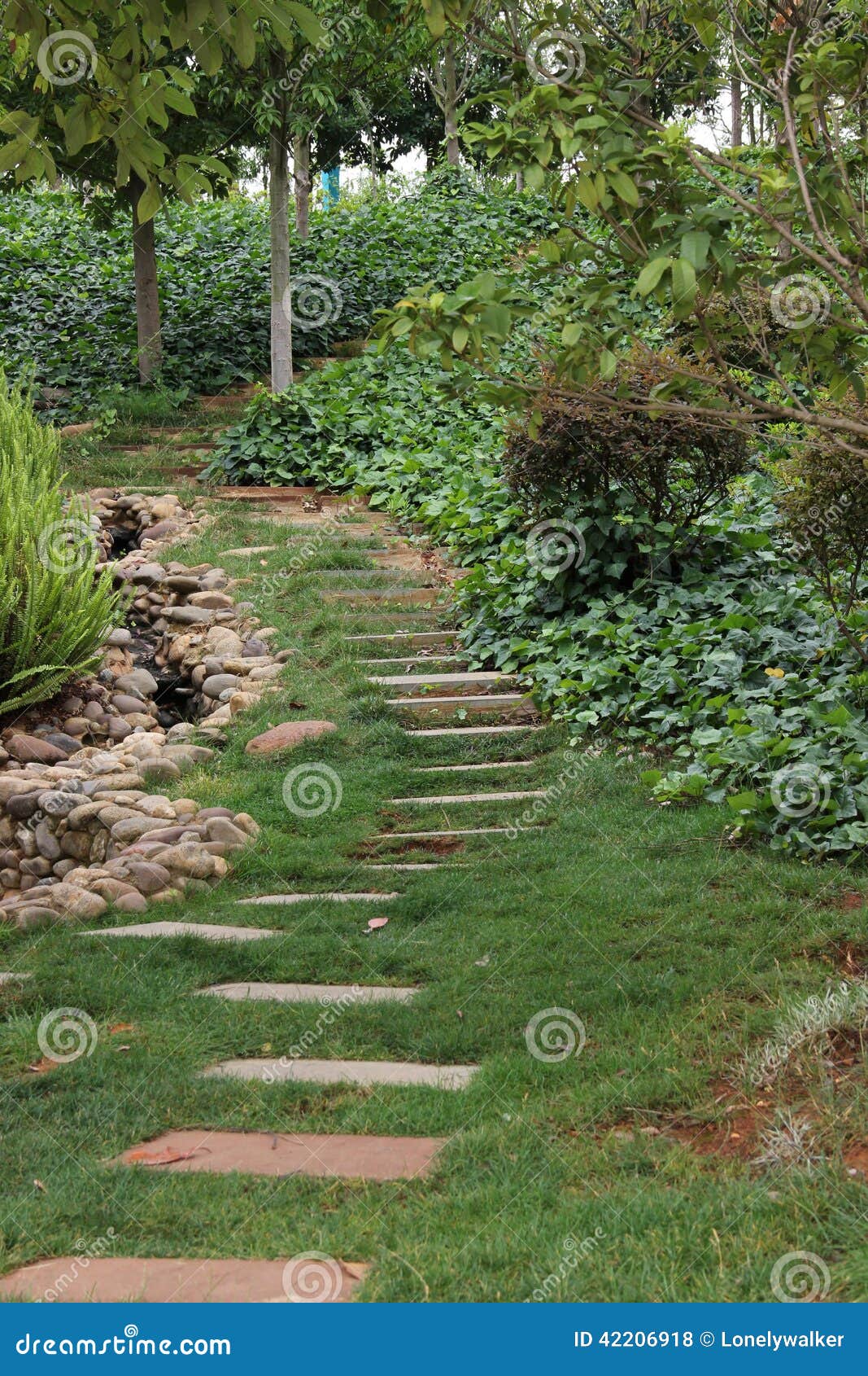 A Curved Path in Nature stock photo. Image of flora, clambering - 42206918