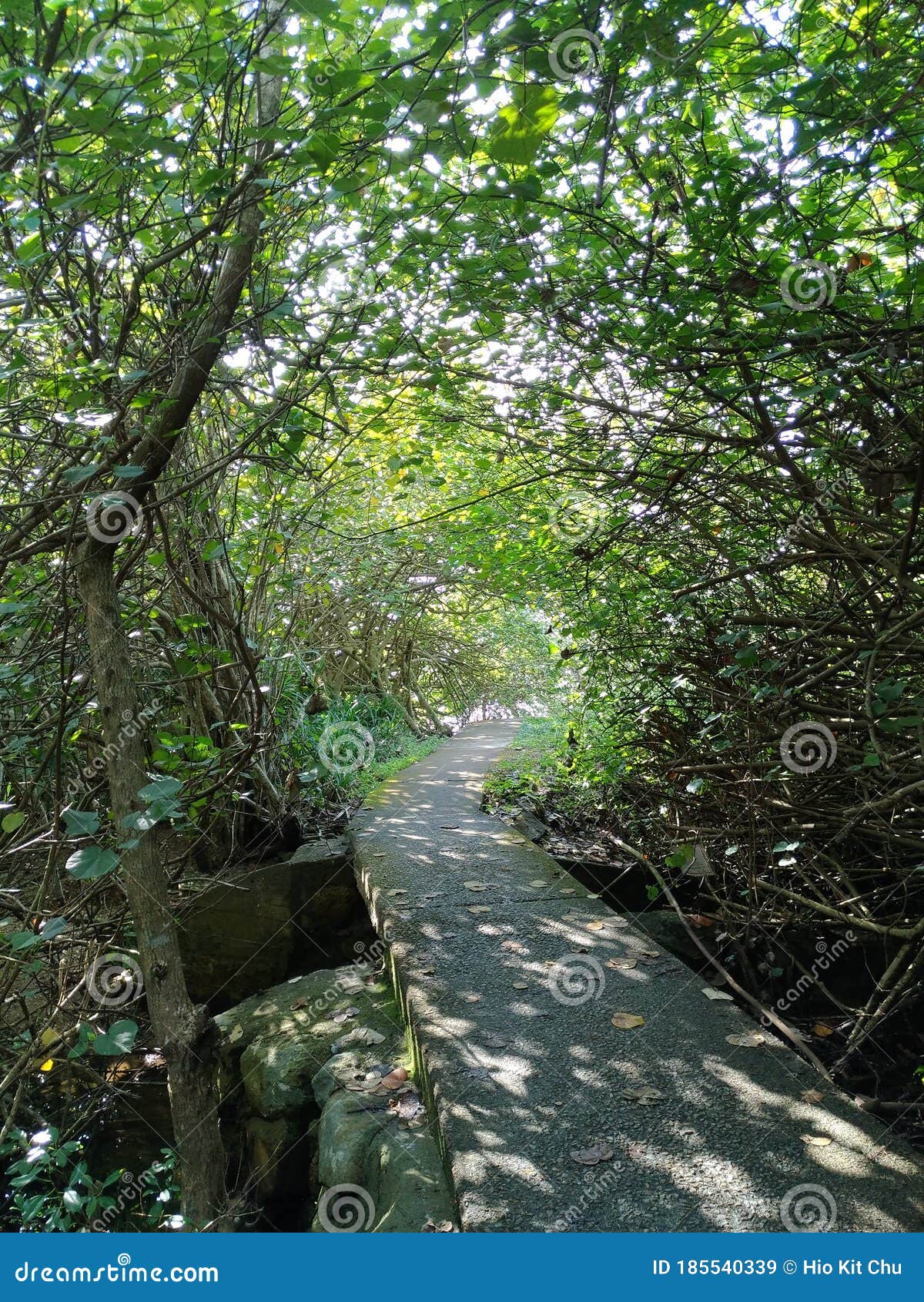 Curved path in the forest stock image. Image of growing - 185540339