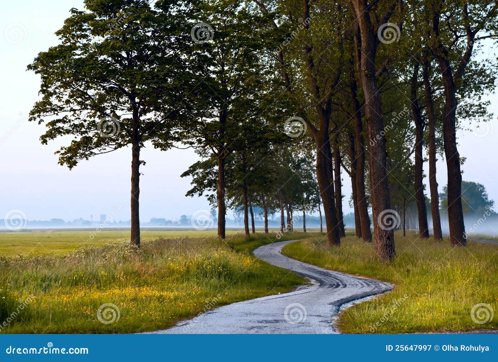 Curved path between trees stock image. Image of direction - 25647997