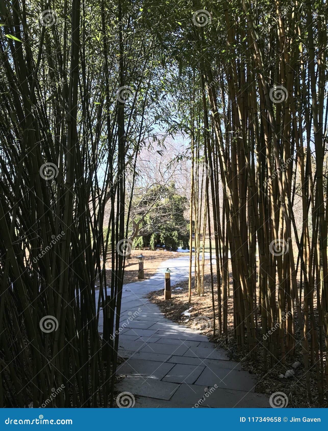 Bamboo Path stock photo. Image of bamboo, sculpture - 117349658