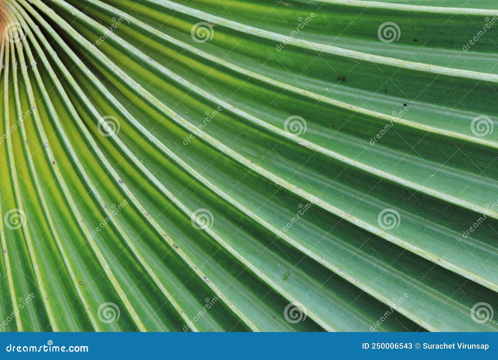 Curved Pattern of Green Leaves As Background Stock Image - Image of ...