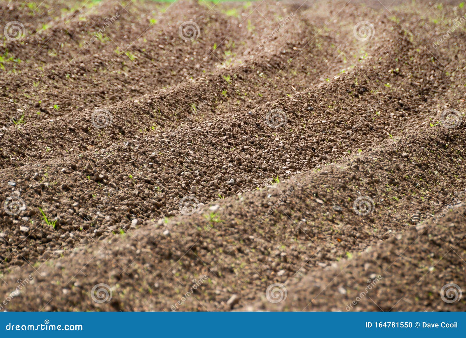 Curved Pattern of Ridges and Furrows of a Plowed Field Stock Photo ...