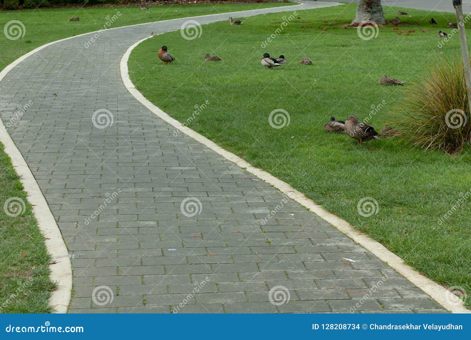 Curved Paved Pathway in a Park with Ducks Resting Aslongside Stock ...
