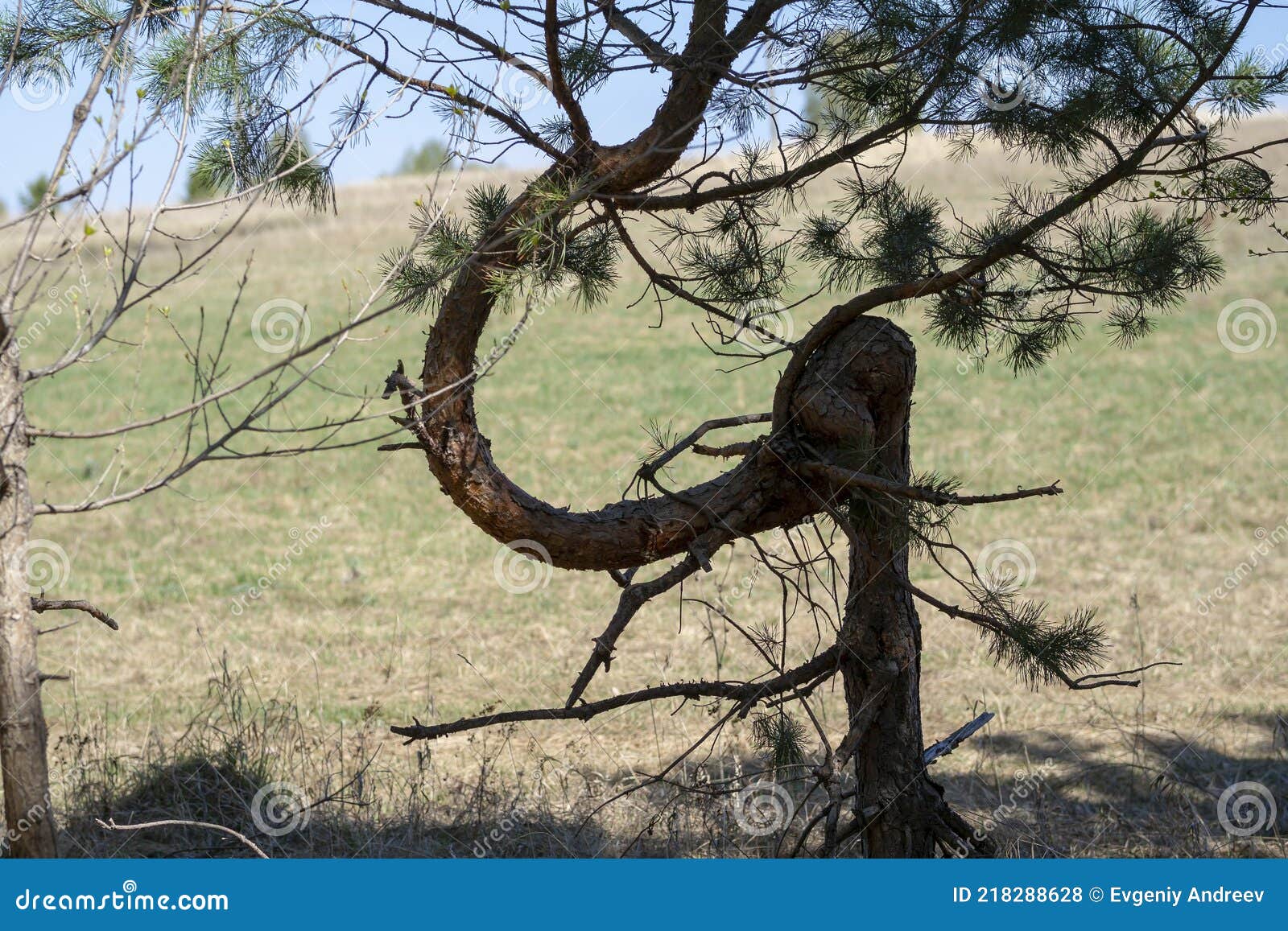 Curved Pine Tree. Scots Pine with a Bizarre Trunk Stock Photo - Image ...
